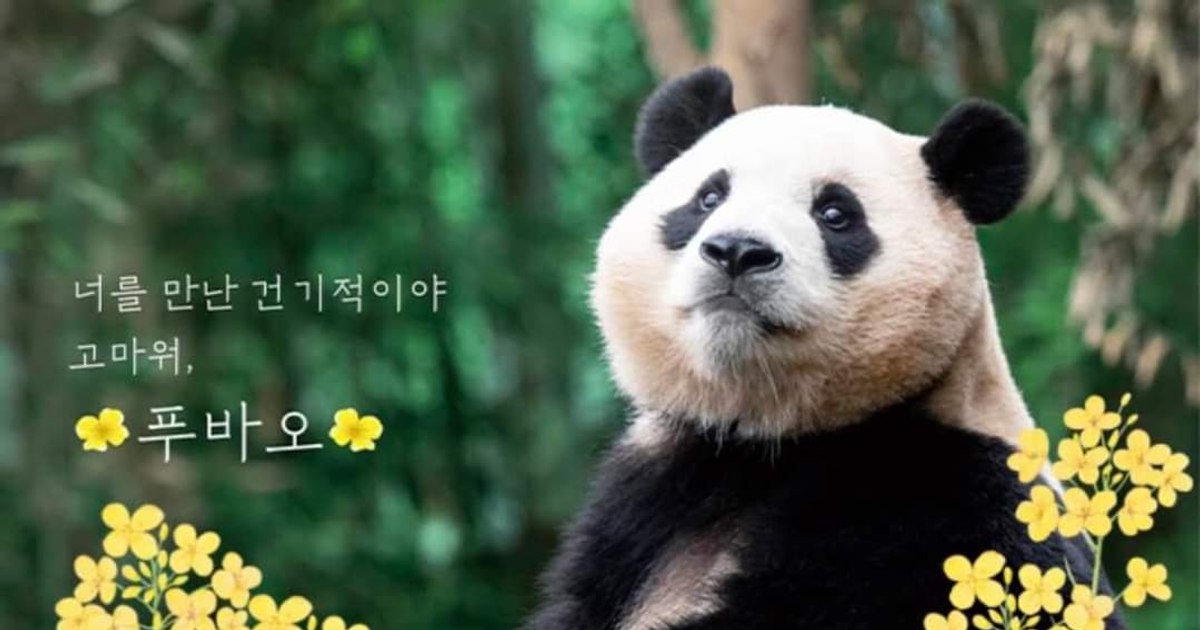 Sud-coreenii şi-au luat la revedere de la Fu Bao, un panda gigant care ...