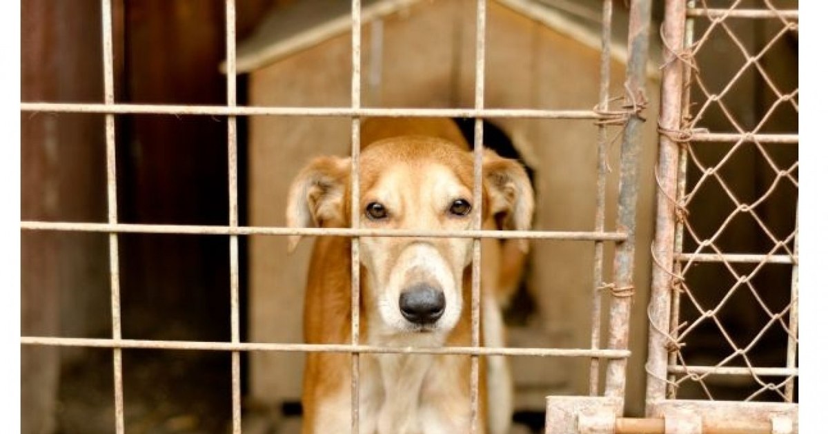 „Ajută animalele din adăposturi să-şi găsească o familie!”, o campanie ...