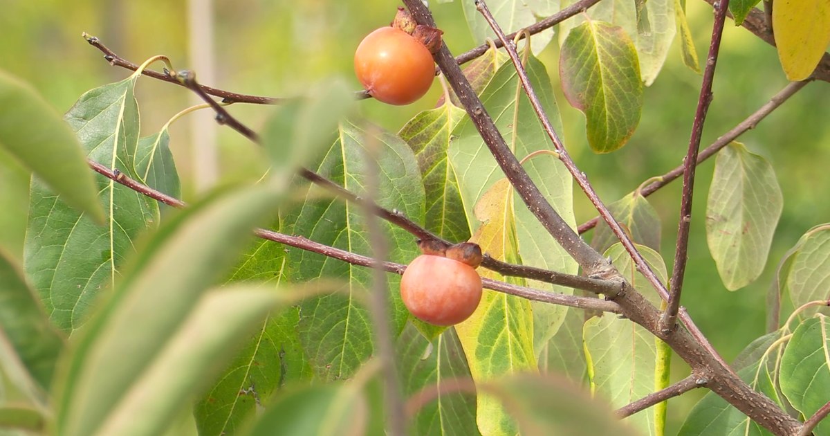 Efectele nebănuite ale încălzirii globale: fermierii români lasă ...