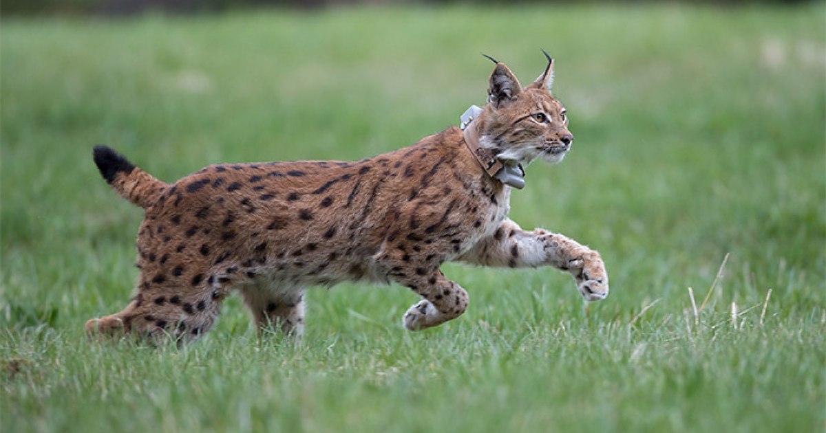 VIDEO Imagini emoţionante cu lynxul Doru, capturat în Carpaţii ...