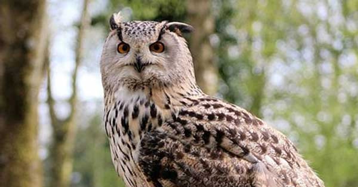 Cucuvea și bufniță. Care e diferența dintre cele două