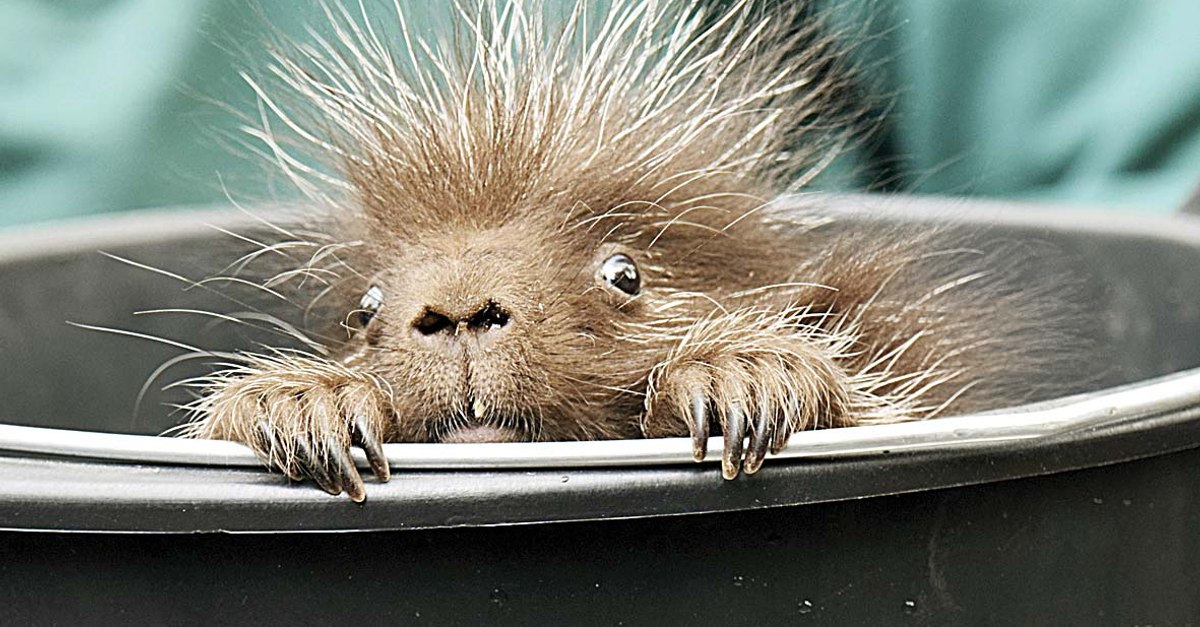 Eu sunt cel mai mic porc spinos din lume