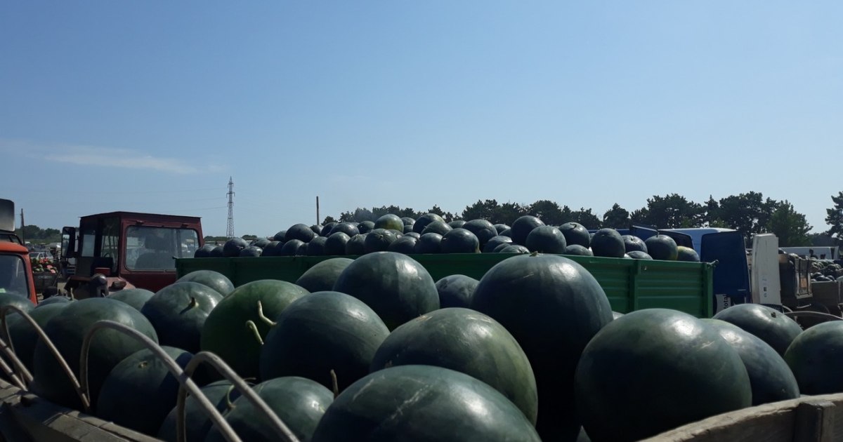 Cum au ajuns cultivatorii celor mai buni pepeni din România să lupte ...