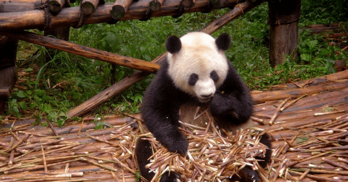 Ursul panda, uriaşul dependent de bambus