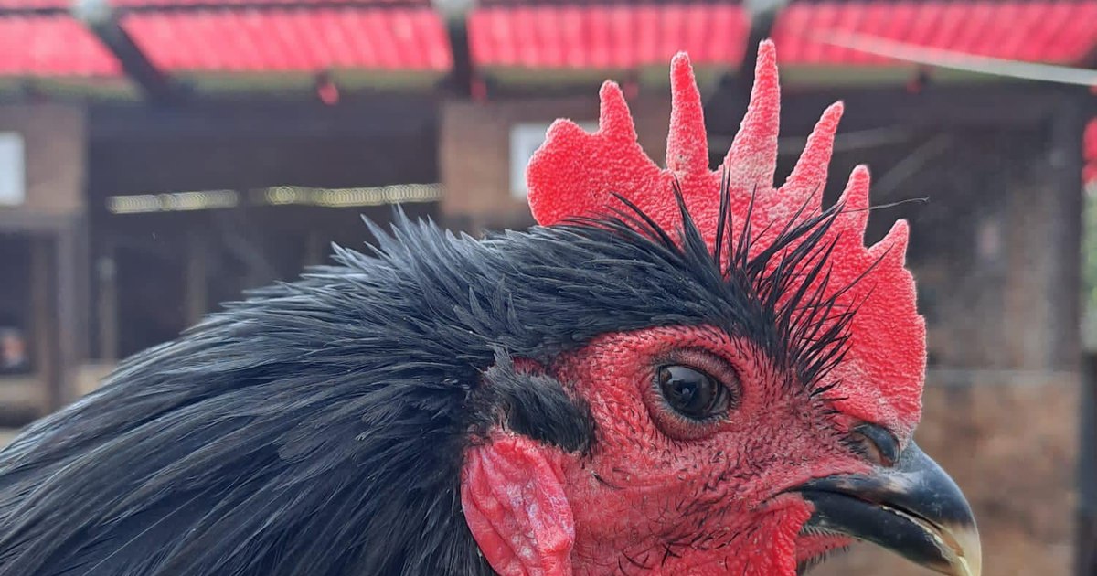 Cel mai frumos cocoș de la europeanul din Franța este din Timiș ...