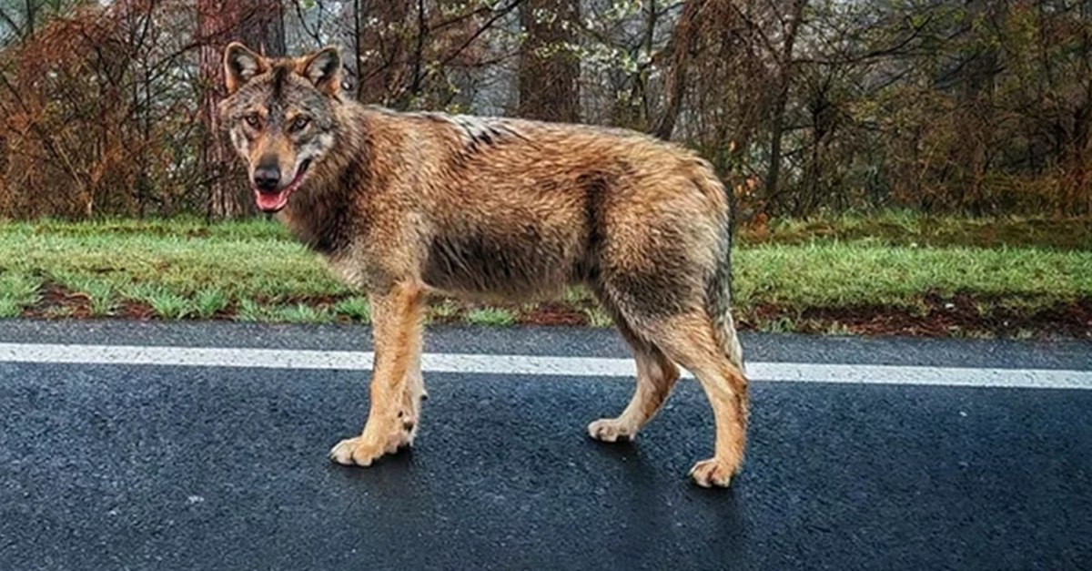 Imagini incredibile surprinse pe un drum din România! Un lup a fost ...