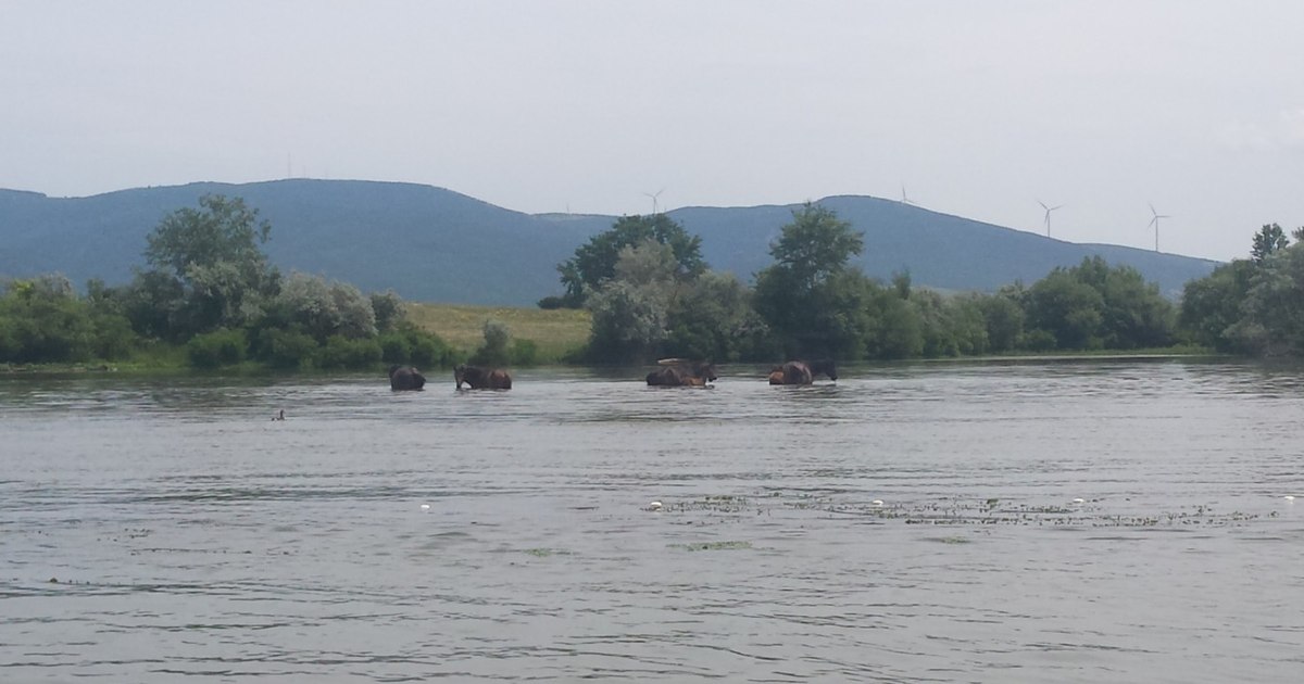 Insula cailor sălbatici, paradisul ascuns al Banatului. Comuniştii au ...