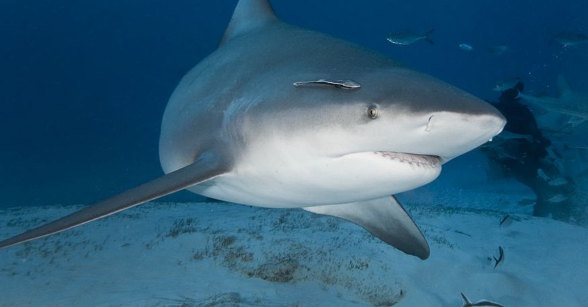 Cele mai periculoase plaje din lume, unde se află rechini. Sunt și în ...
