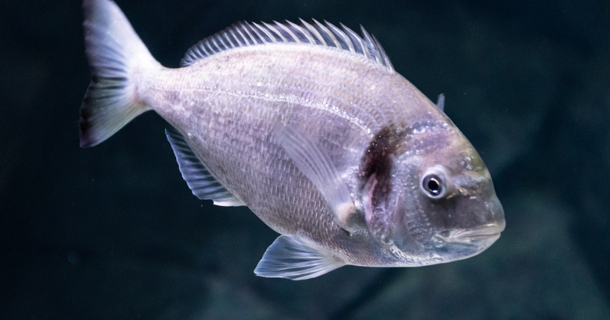 Un pește întâlnit în Mediterana s-a adaptat și în Marea Neagră: unde a ...