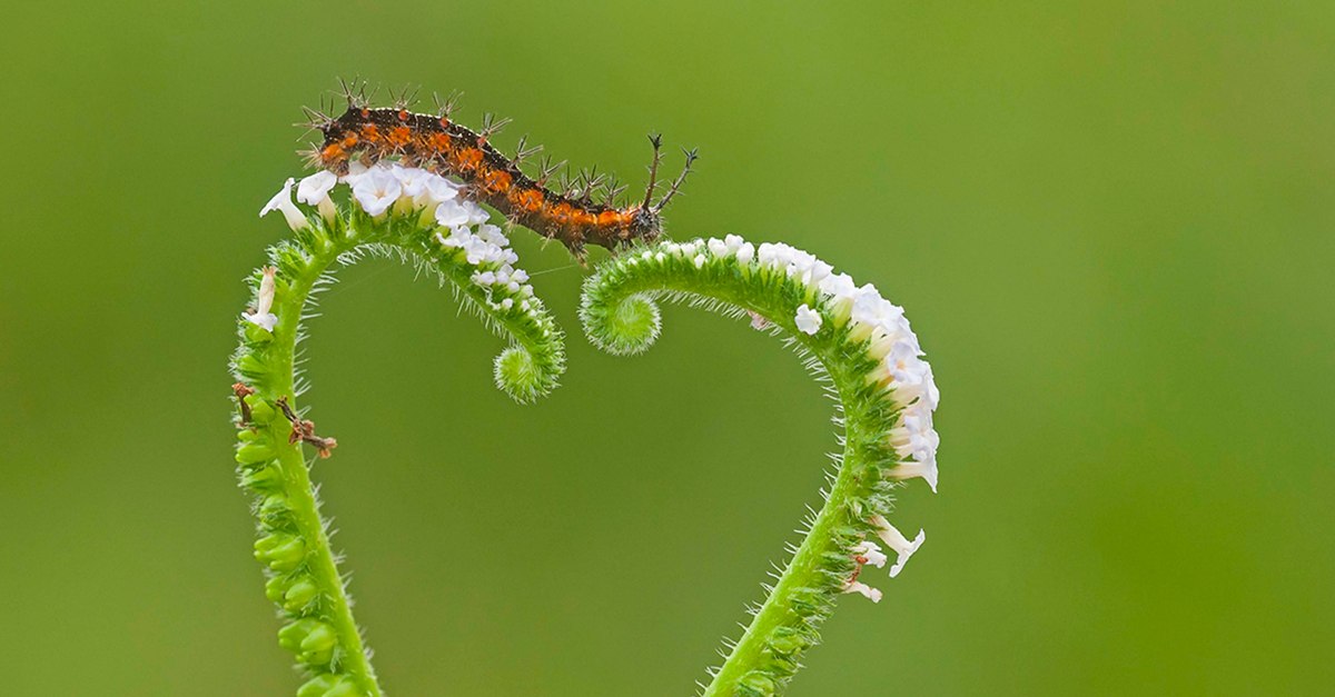 Ziua mondială a inimii. 9 curiozităţi despre inima ta