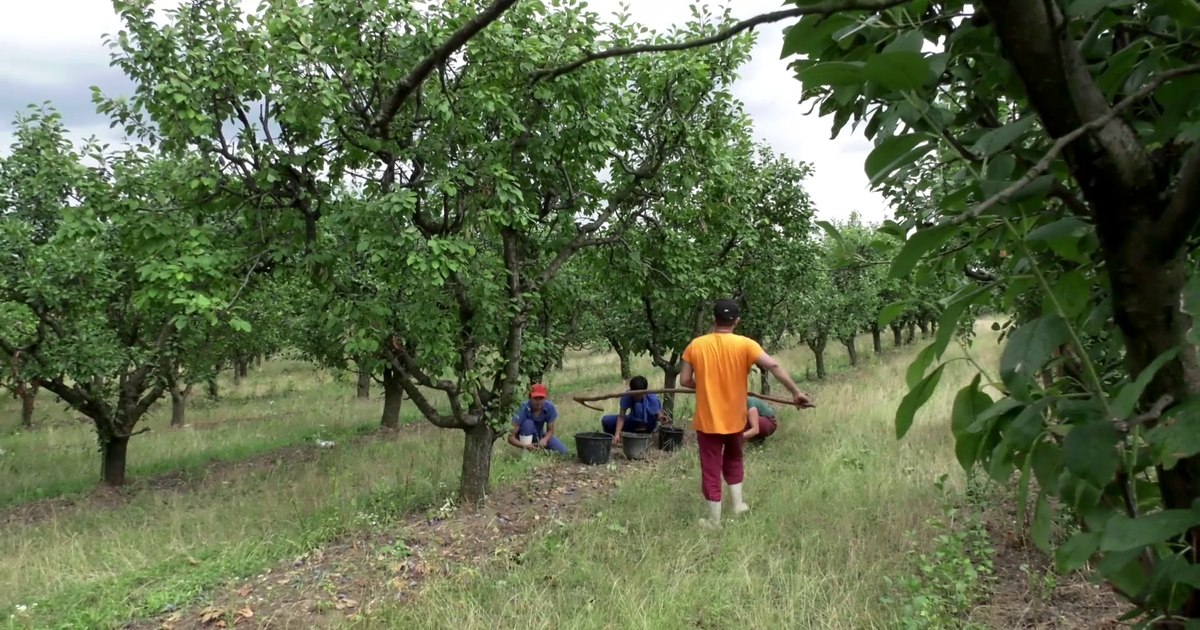 Ofertă în livada de pruni: mănânci cât vrei, plătești ce iei acasă. Se ...