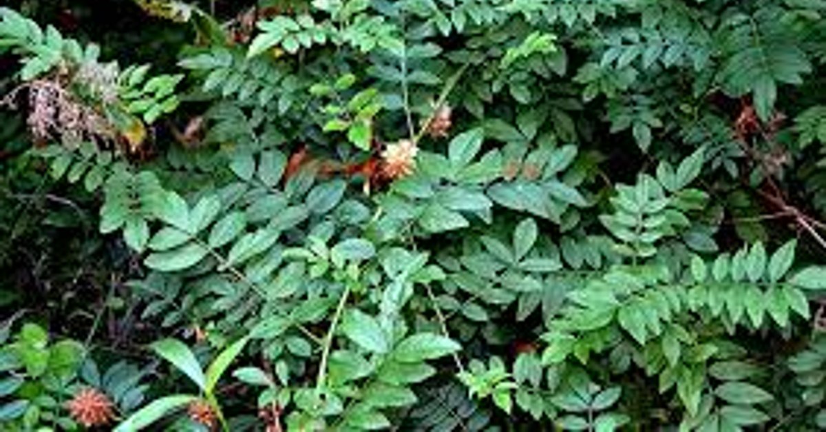 Lemnul dulce are efecte antivirale, laxative și cicatrizante