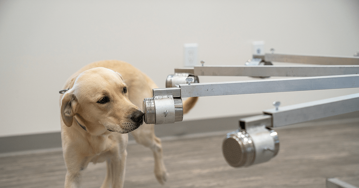 Povestea lui Buffy, căţelul angajat ca să detecteze Covid-19. „Este ...