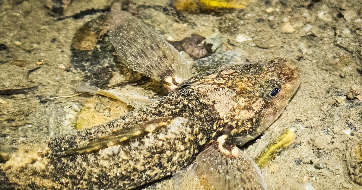 Imagini istorice. Aspretele, cel mai rar pește din lume, filmat pentru ...