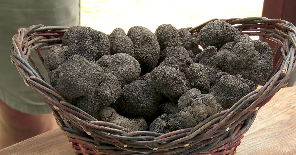 A început sezonul trufelor în Ținutul Buzăului. „Aurul negru ...