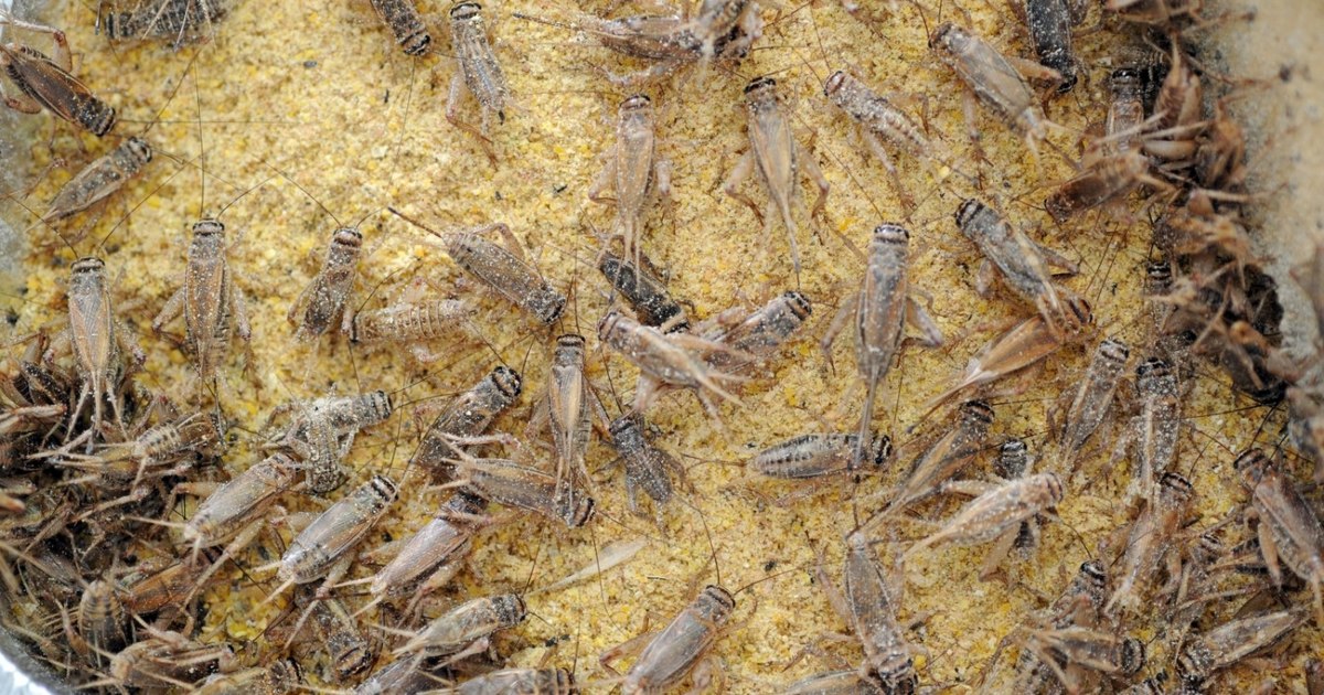 Cum vor fi vândute în România alimentele care conțin insecte | adevarul.ro