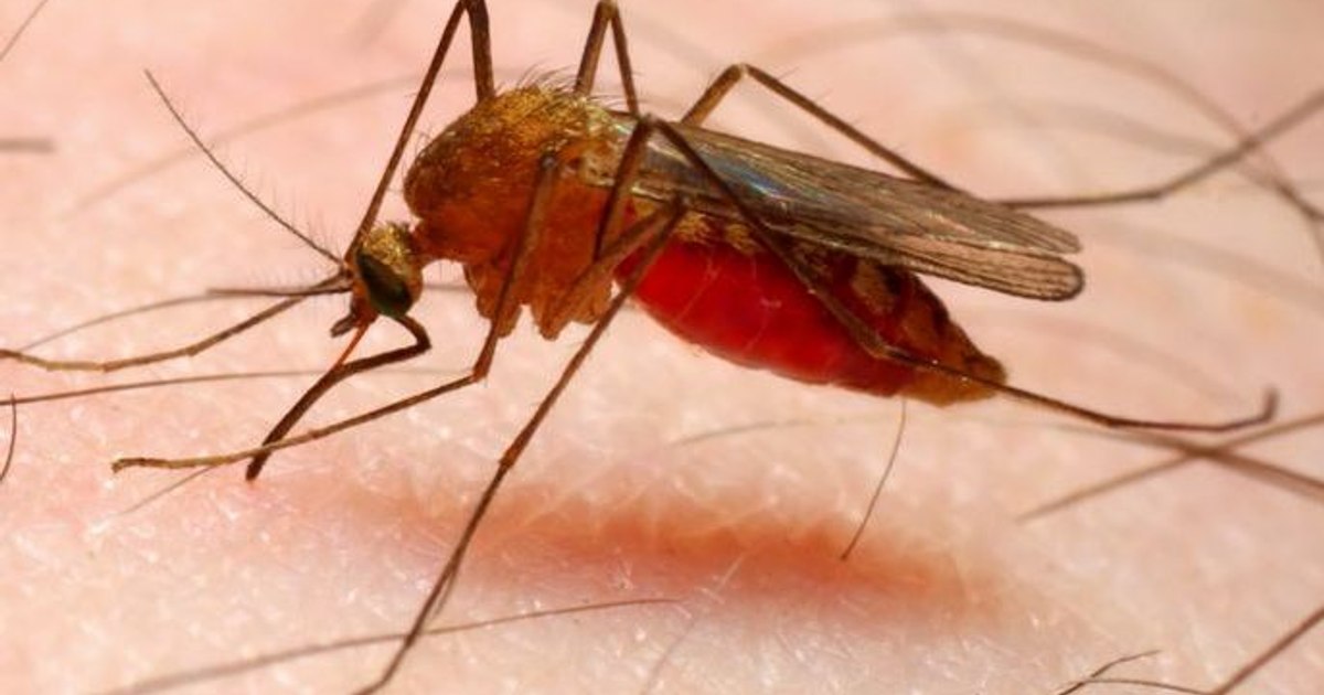 Cele mai periculoase insecte din lume. Au modelat istoria omenirii și ...