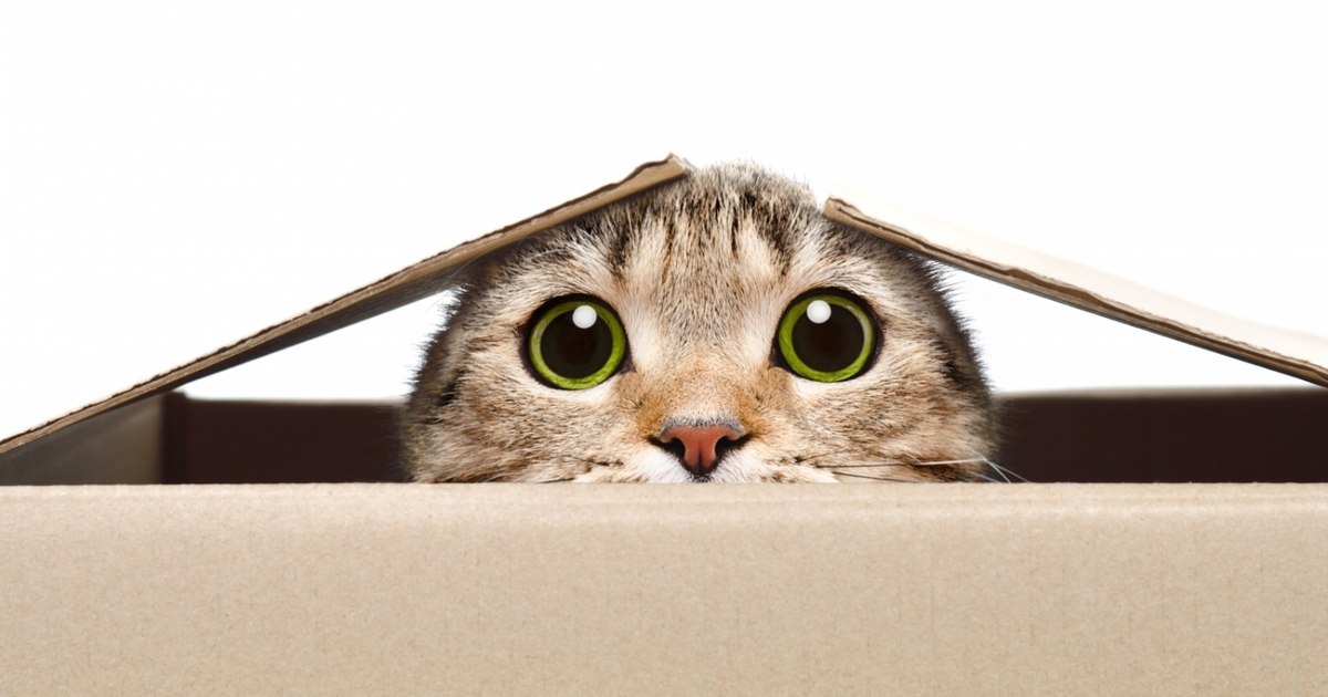 Test de cultură generală: Pisica lui Schrödinger | adevarul.ro