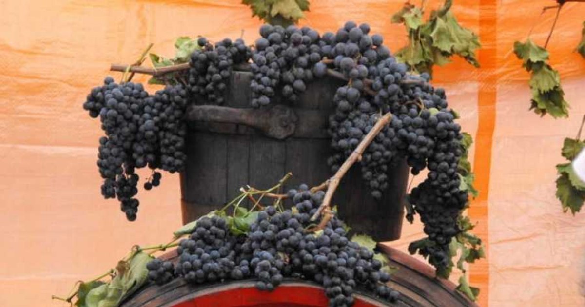 Cel mai vechi vin din România. „Comoara“ bahică din colecţia de la ...