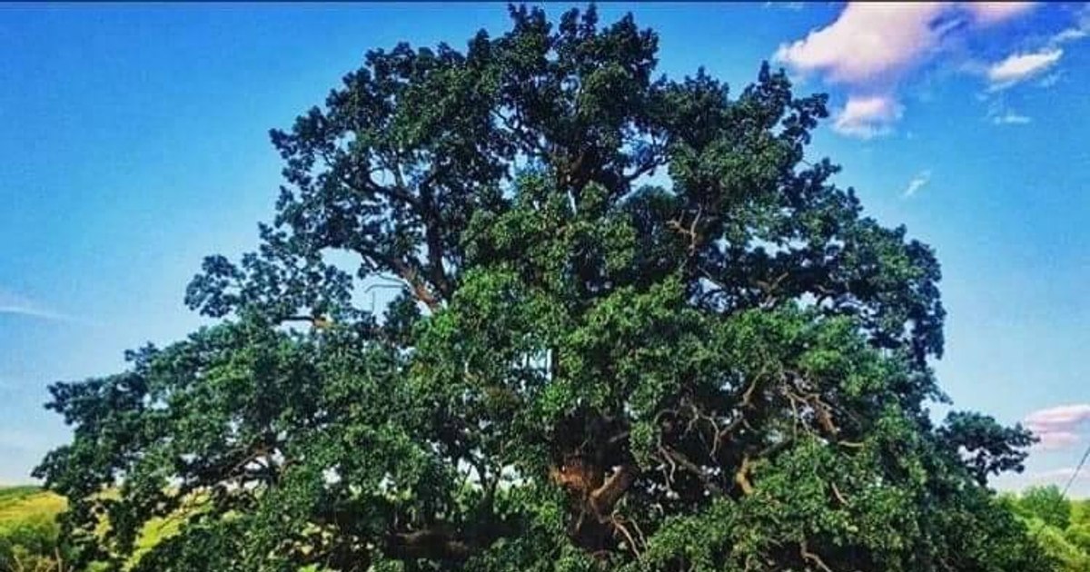 Poveștile neștiute ale copacilor legendari ai României. Plopul care a ...