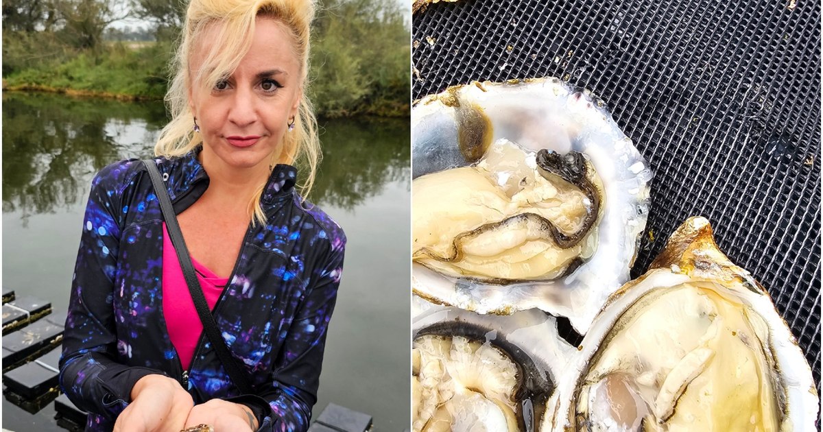 Primele stridii japoneze crescute în Marea Neagră se apropie de ...