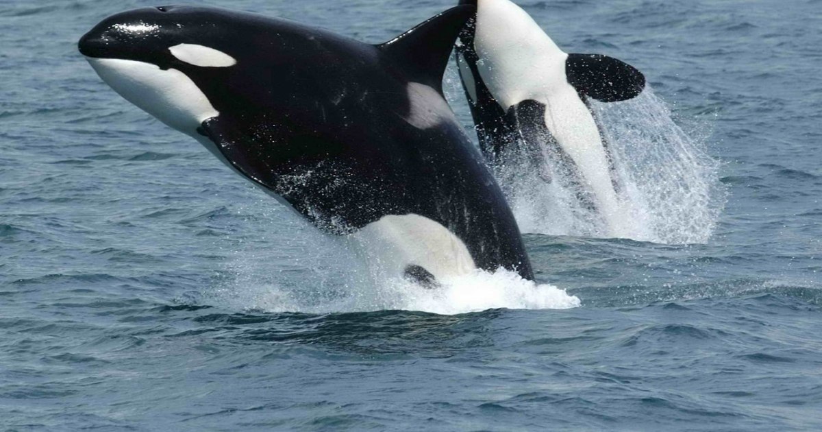 Patru curiozităţi despre orcă. Teoria care explică de ce intră la ...