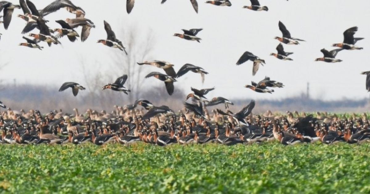 Cea mai rară gâscă din lume iernează în România. Ce plan de conservare ...