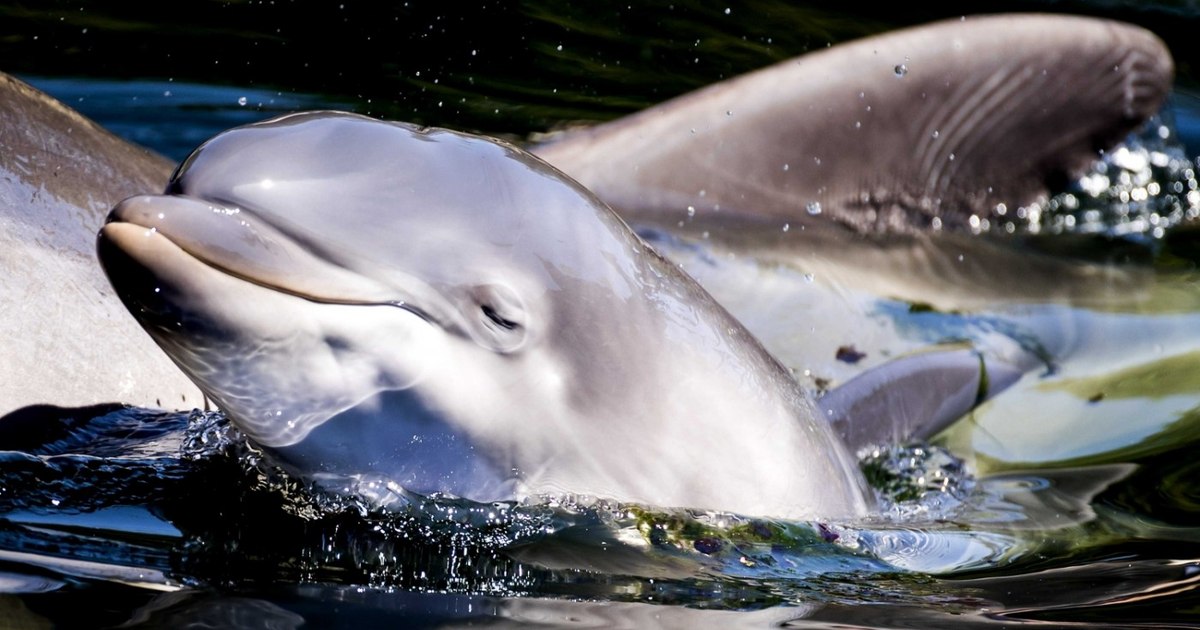 Care sunt cele mai inteligente animale de pe planetă | adevarul.ro