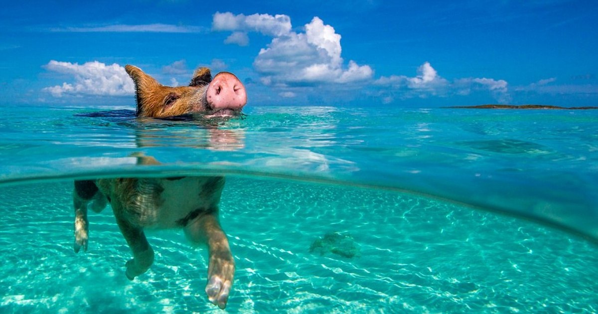 Insula secretă din Grecia unde porcii înoată alături de turiști ...