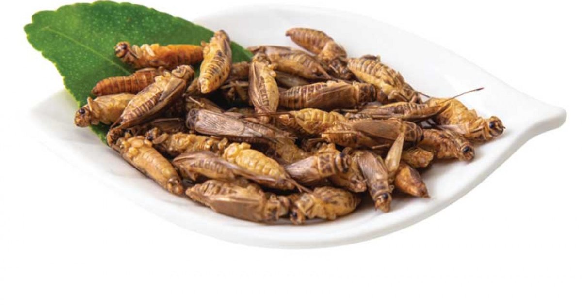 Greierele de casă, noul aliment acreditat pentru comercializare de ...