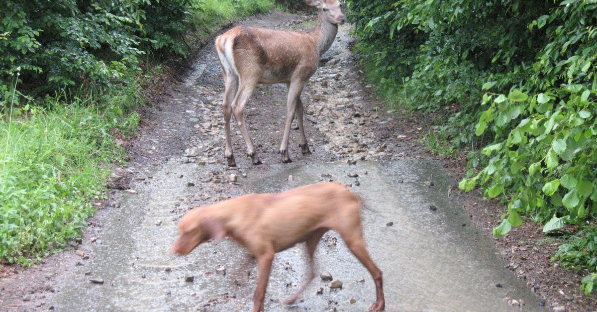 Puiul de cerb care suge lapte din ugerul vacilor