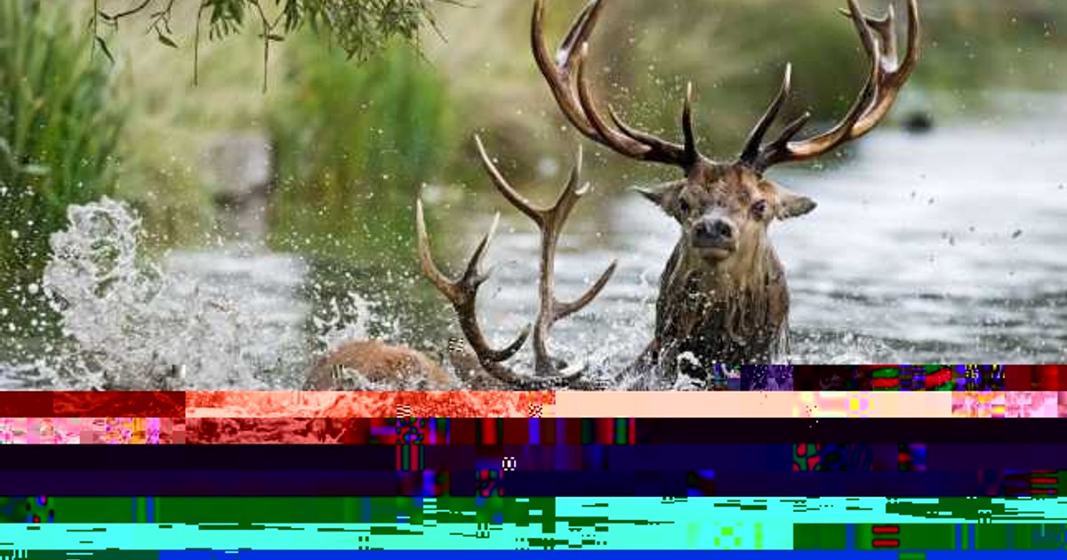 Documentare cu animale sălbatice. Patru producţii interesante din ...