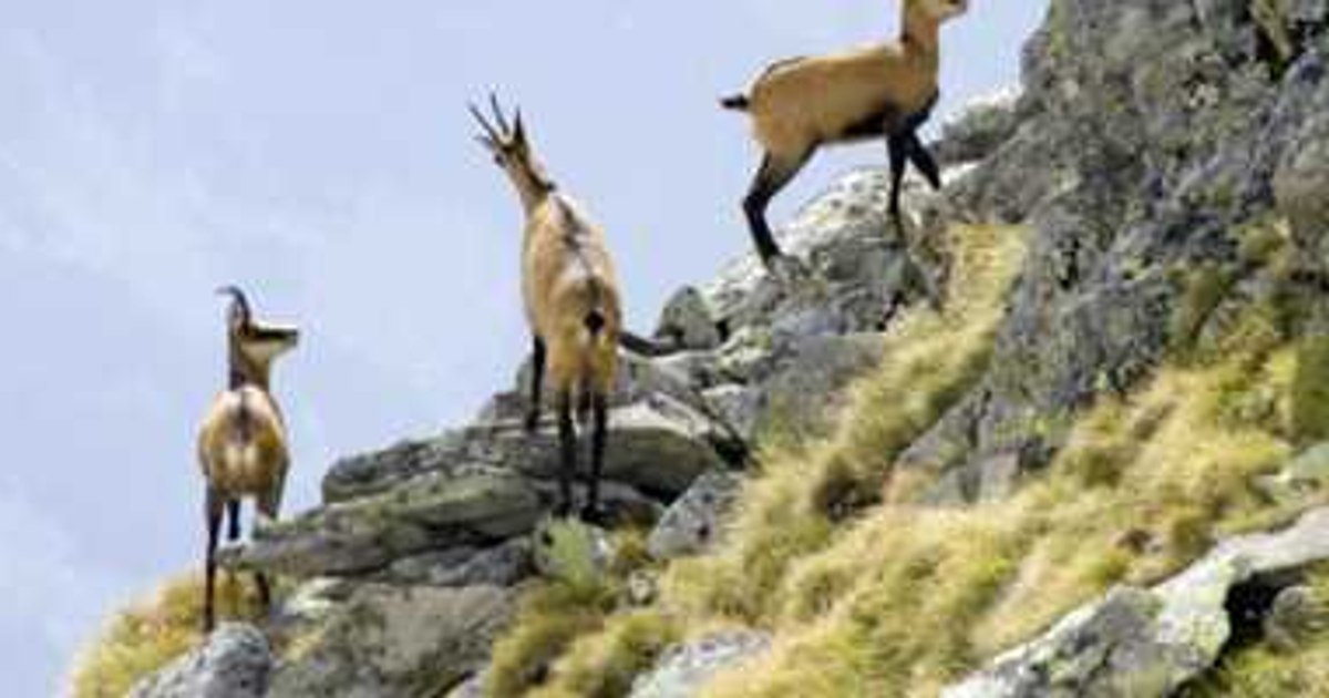 Mai multe capre negre în Munţii Rodnei | adevarul.ro