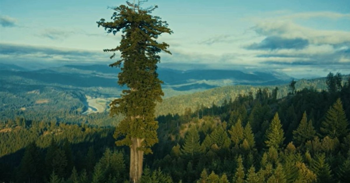 Cel mai înalt copac din lume. Ce înălțime are şi unde se află