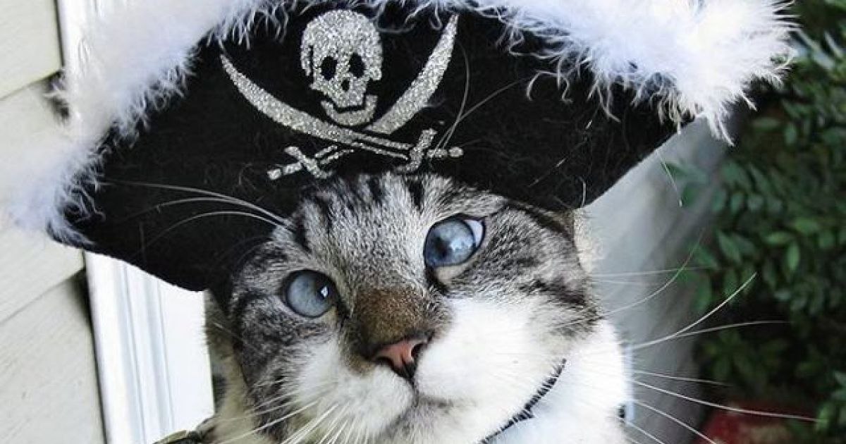 Spangles, un motan-vedetă în SUA. Vezi ce-l face atât de special ...