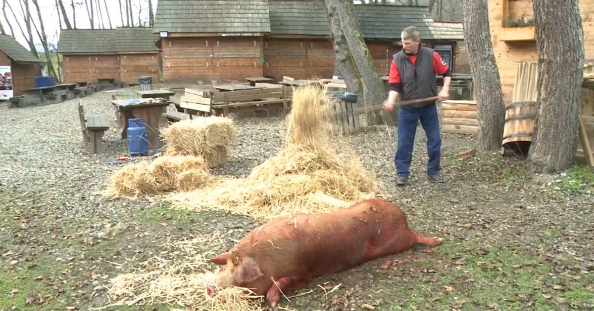 Ignatul la români, tradiționala tăiere a porcului de Crăciun. Degustare ...