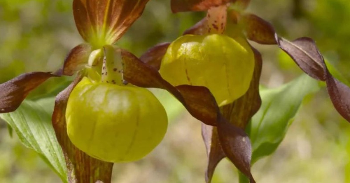 Cum arată orhideea sălbatică spectaculoasă, unică în Europa, care se ...