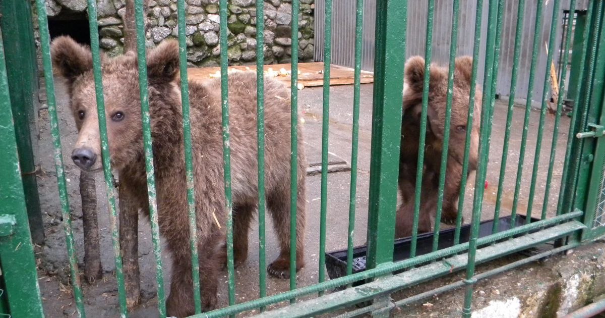 VIDEO Ursoaica lui Nuţu Cămătaru de la Zoo Bucov a primit numele Udrea ...