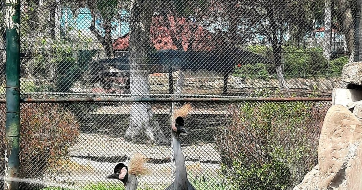 Cocorul încoronat, noua atracţie de Paşte de la Grădina Zoologică ...