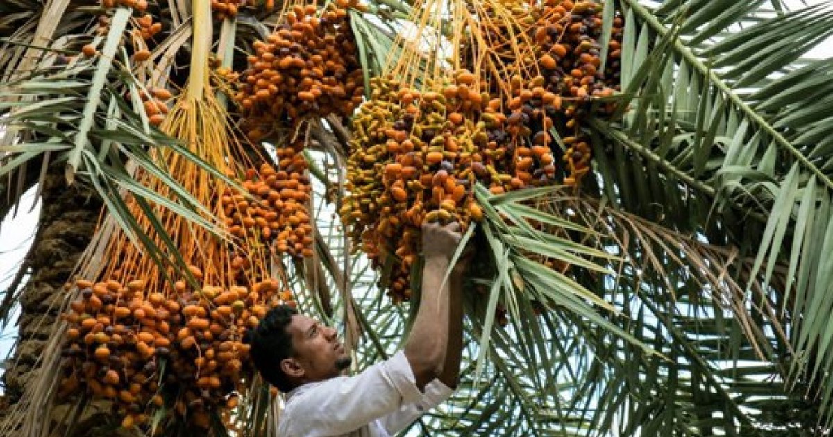 Fructe din seminţe de pe vremea lui Iisus, obţinute de cercetătorii ...
