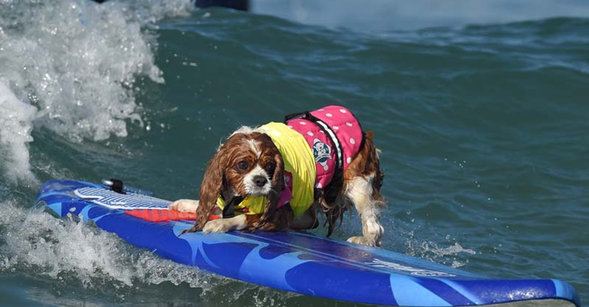 Surf în patru labe! Cea mai tare competiţie sportivă pentru câini