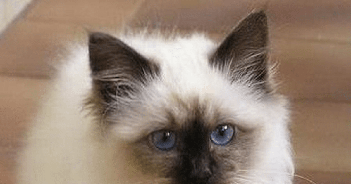 Birmaneza, pisica aristocrată