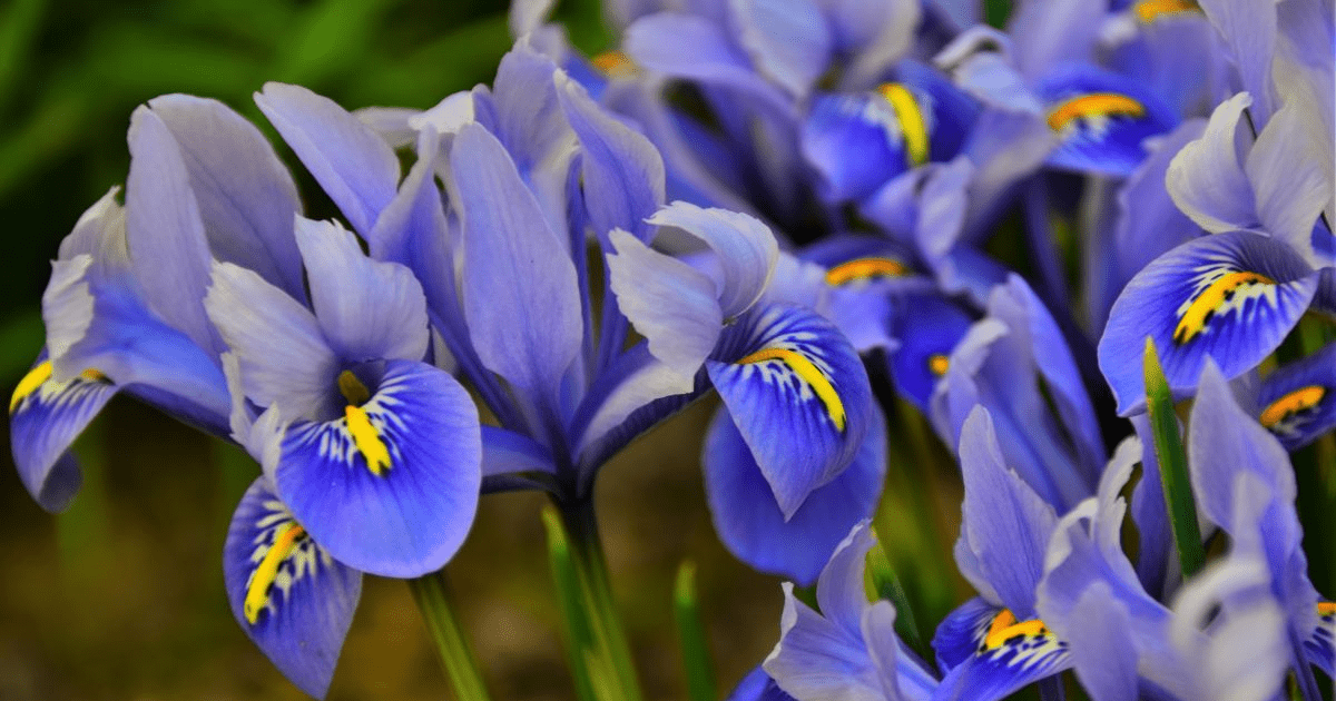15 lucruri interesante despre floarea de iris. Este simbolul ...