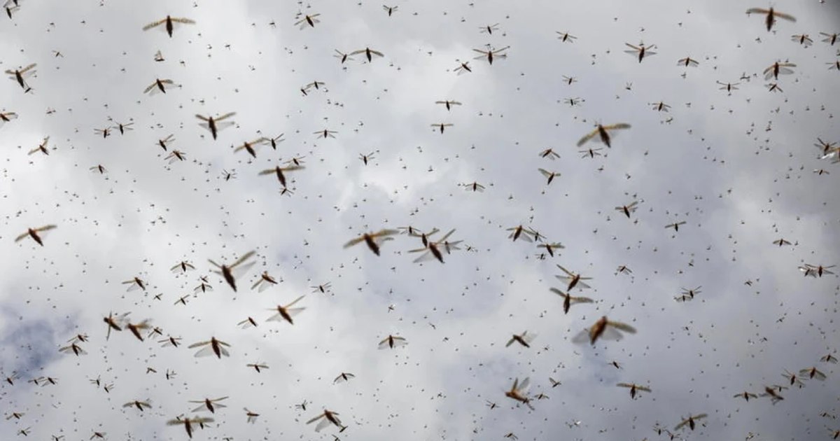 Invazia lăcustelor provoacă distrugeri mari în culturile din Ucraina. Expert: „Este o consecință ...