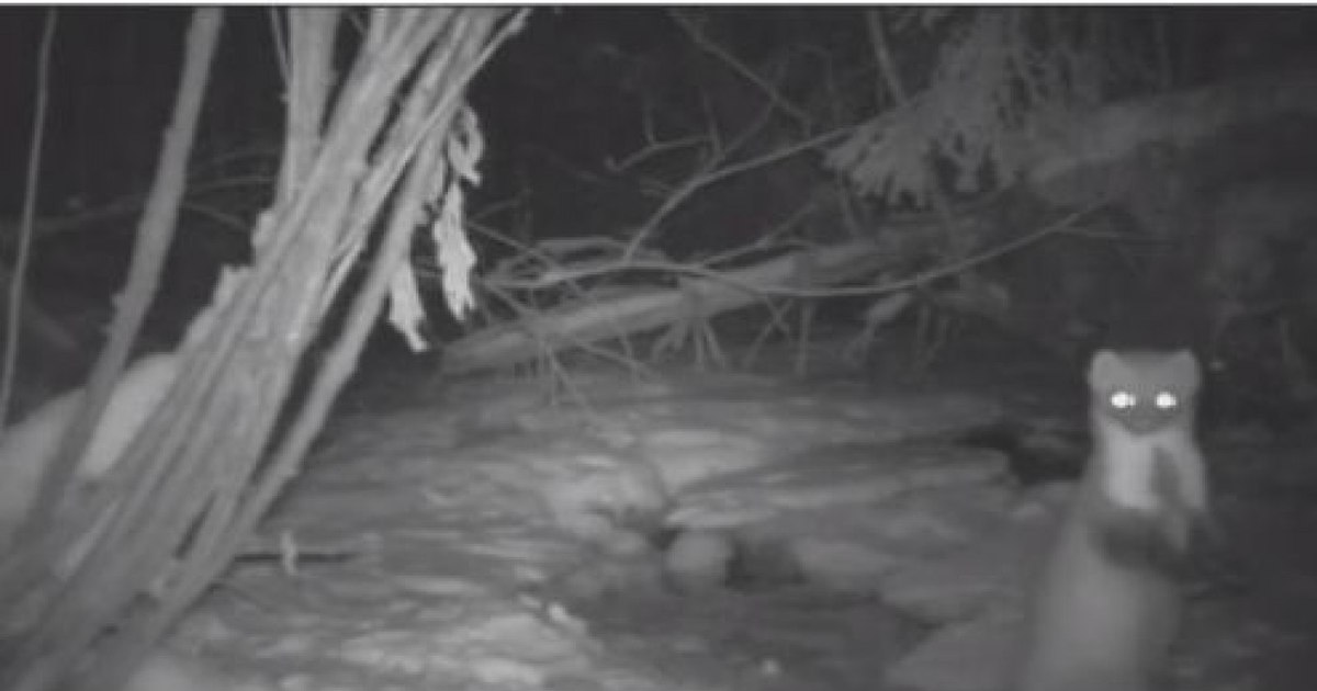 VIDEO Un jder de copac face senzaţie într-o pădure din Apuseni. Cum a ...