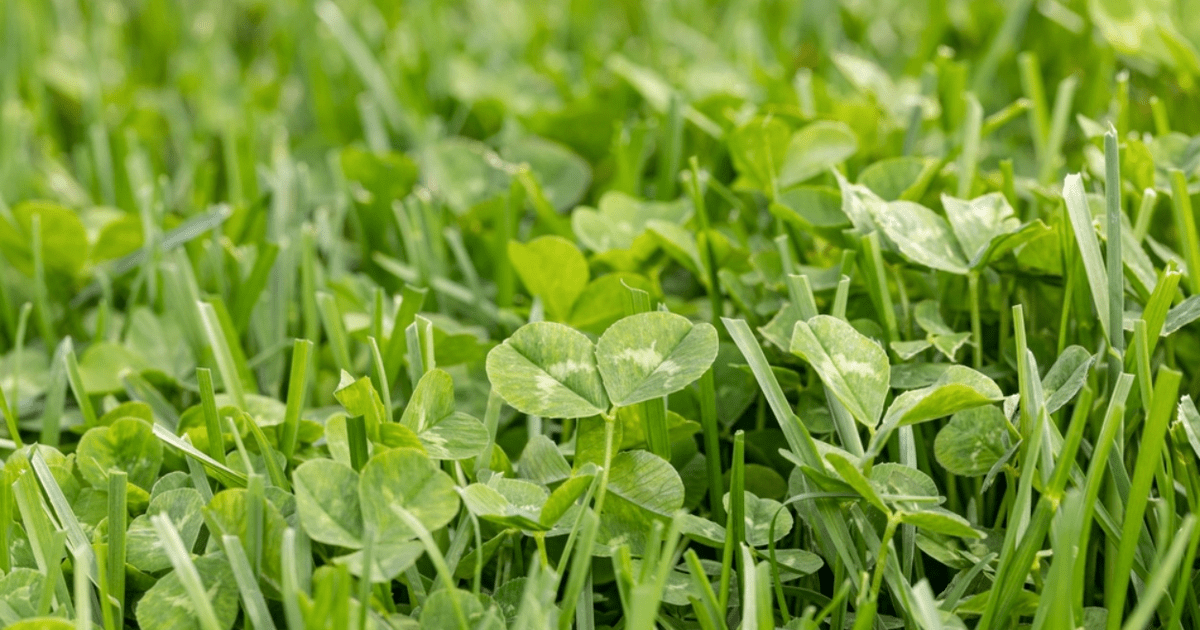 Îngrijirea grădinii: cum scapi de trifoiul de pe gazon