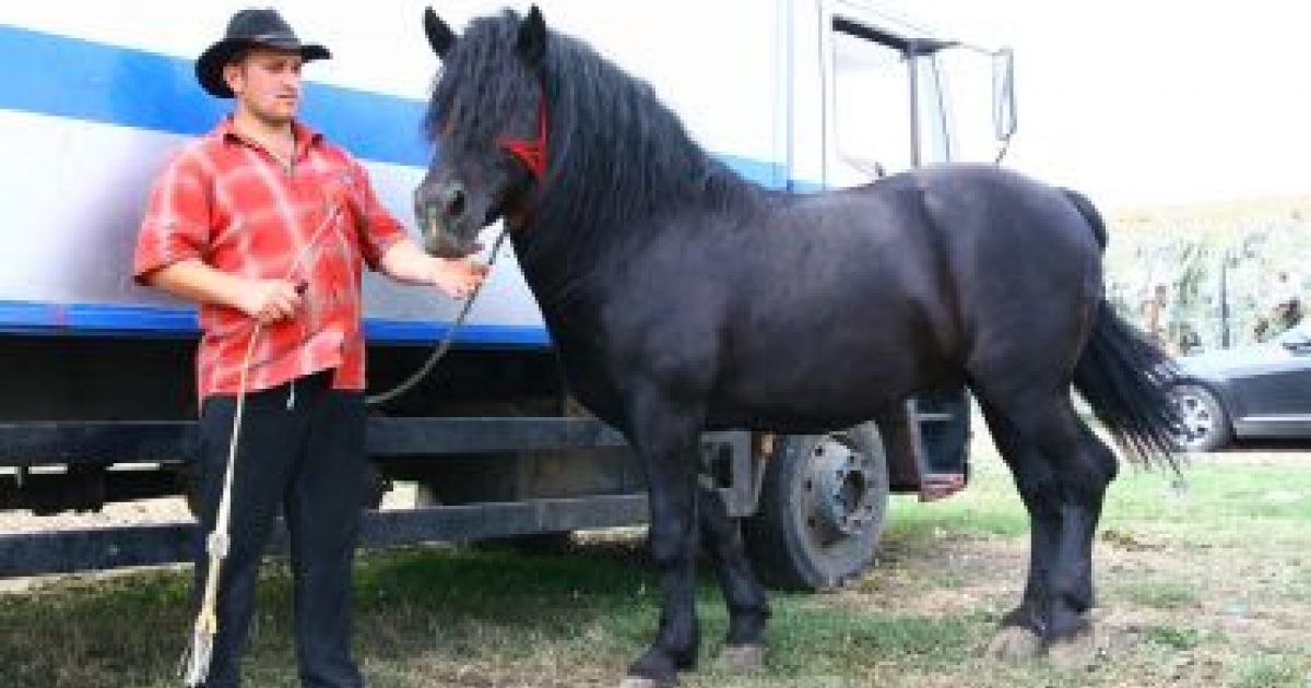 Craiova: Cai de 10.000 euro la expoziţia de la Radovan (GALERIE FOTO ...