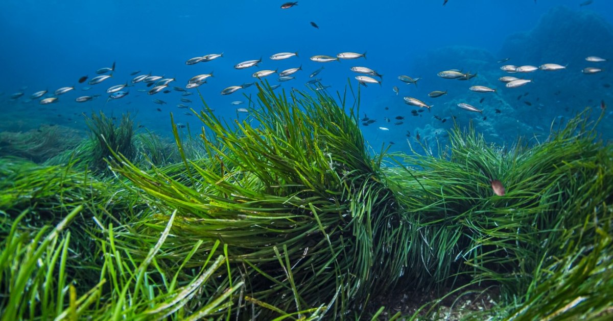 Iarba de mare s-a adaptat pentru a strânge particulele de plastic ...