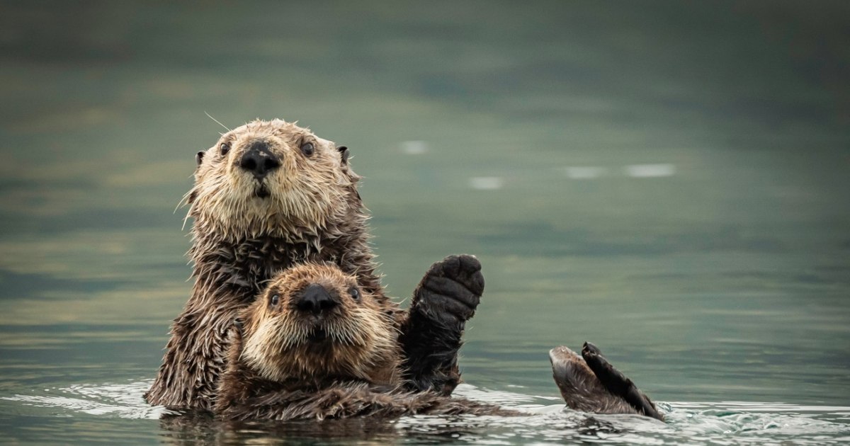 Vidra, specie protejată, a revenit în Delta Dunării | adevarul.ro