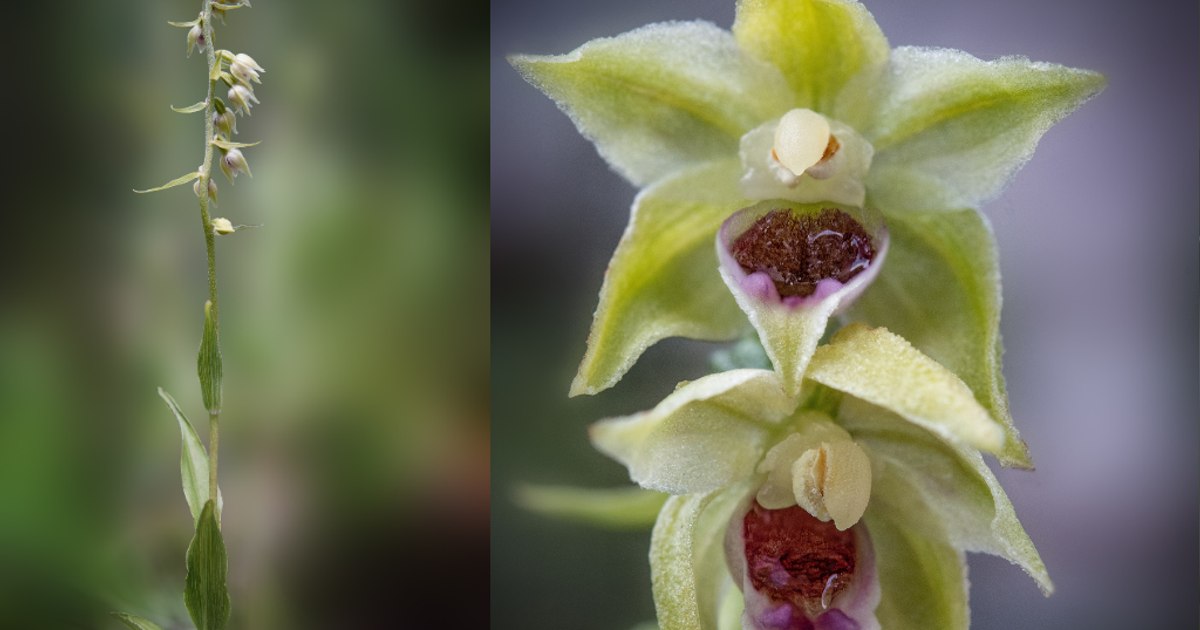 O nouă specie de floare, descoperită în România. Orhideea de Bucegi are ...